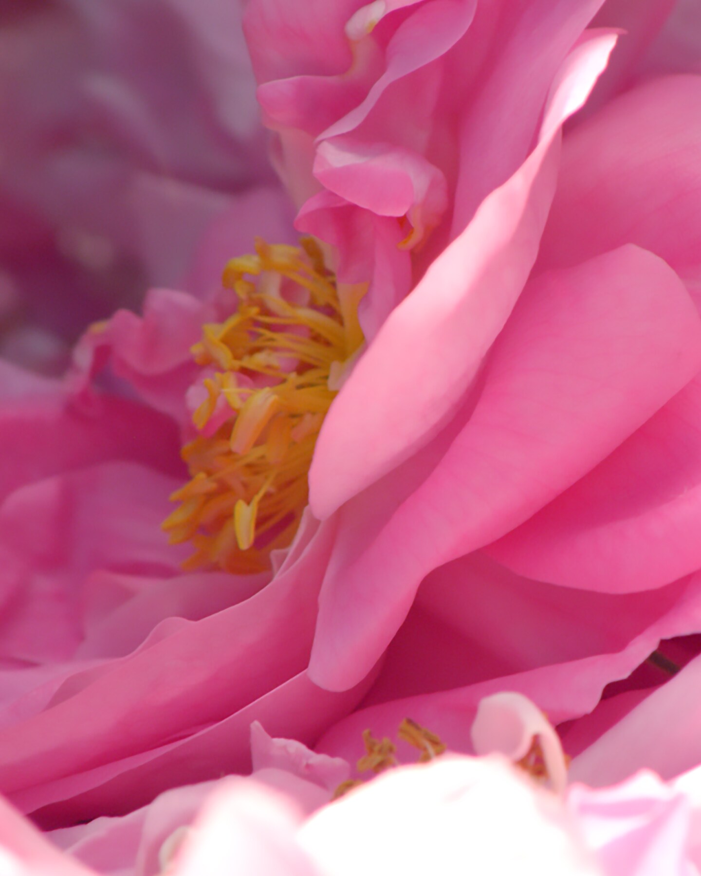 Sarah Morris “As Slow as Possibles” | LOUIS VUITTON